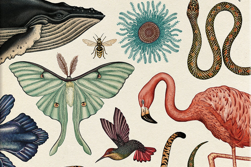 Darwin dla żółtodziobów. „Animalium” Katie Scott i Jenny Broom [KL ...