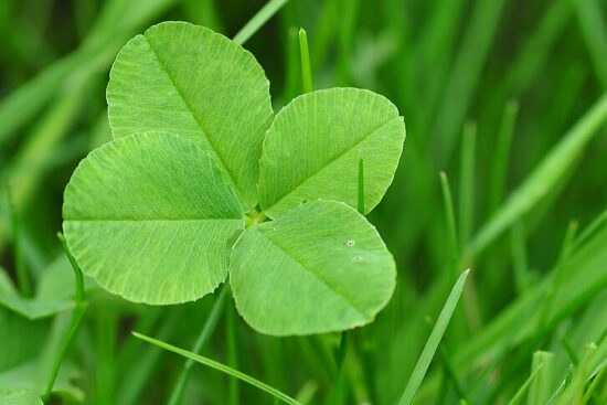 BODZIONY: Na tle Campusu PiS wygląda gorzej niż czekoladowy orzeł